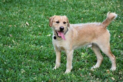 Der Mini Labrador Retriever | Labrador Liebe